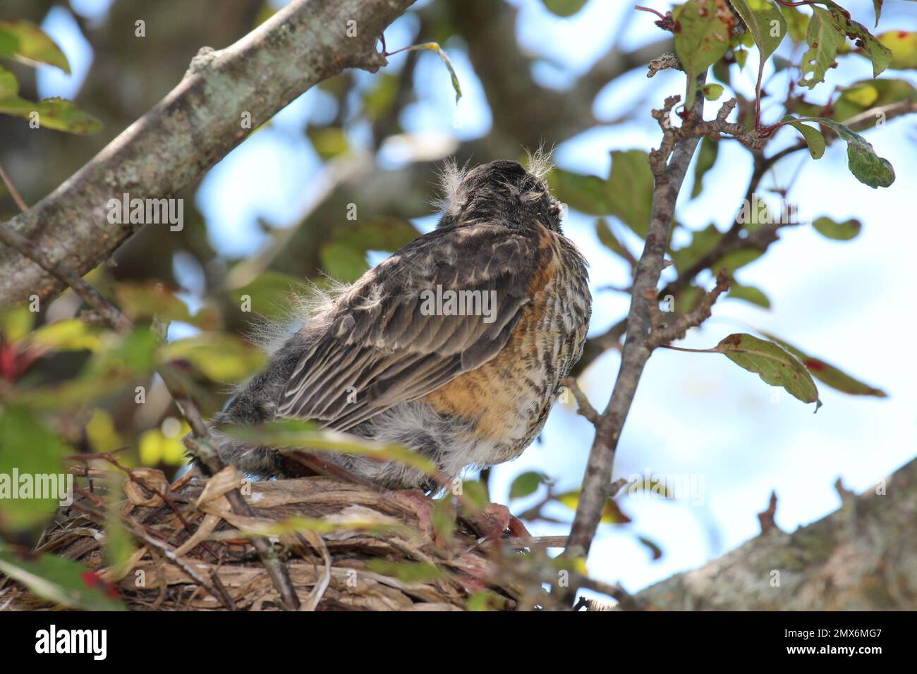 Close up of a molting, fledgling American Robin sitting in its nest in ...
