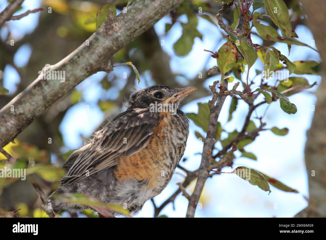 Close up of a molting, fledgling American Robin sitting in its nest in ...