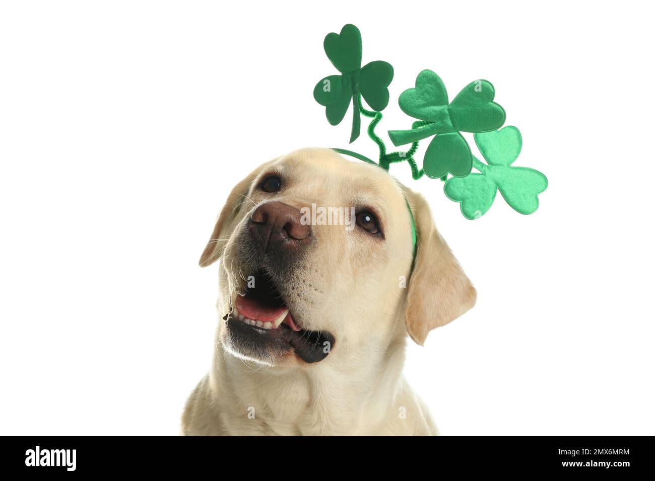 Labrador retriever with clover leaves headband on white background. St ...