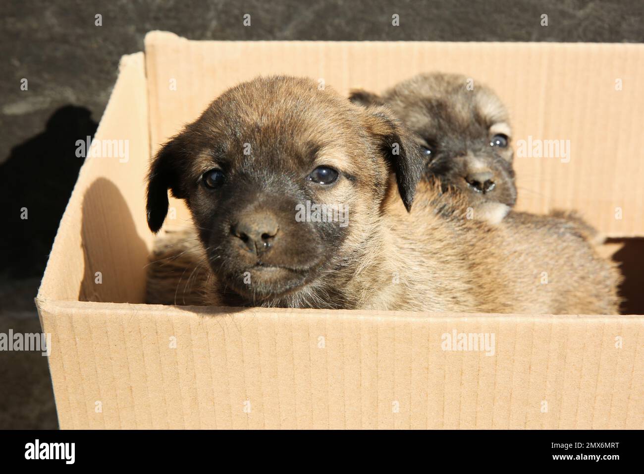 Stray puppies hi-res stock photography and images - Alamy