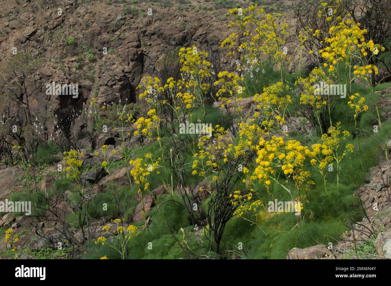 Blooming ferula plants hi-res stock photography and images - Alamy
