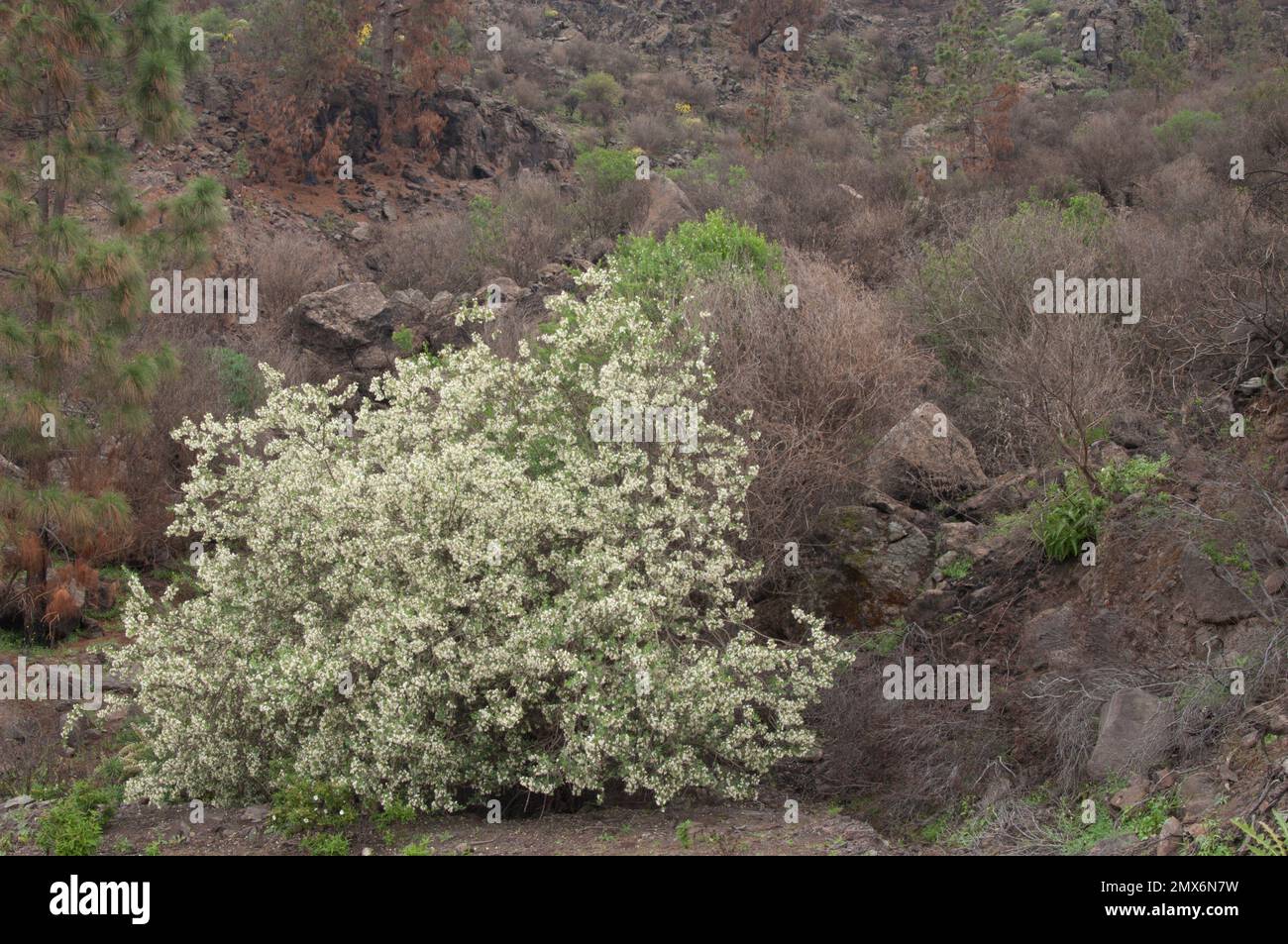 Tree lucerne (Chamaecytisus proliferus meridionalis) in flower. The ...
