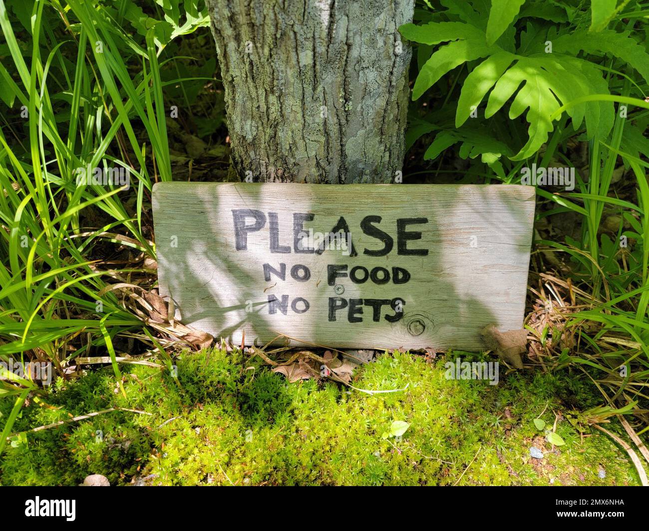 Food tree hi-res stock photography and images - Alamy