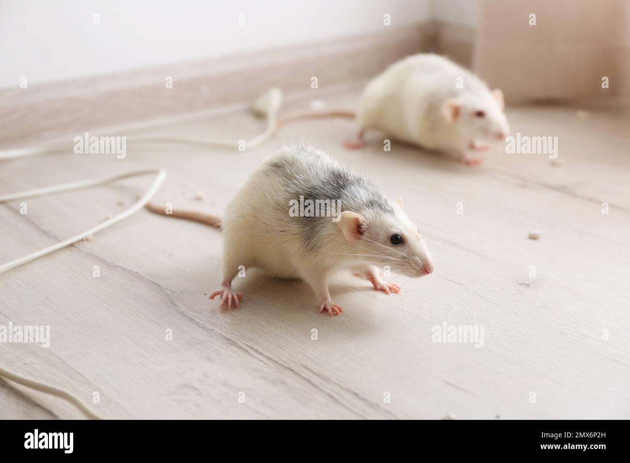 White rats on floor indoors. Pest control Stock Photo - Alamy