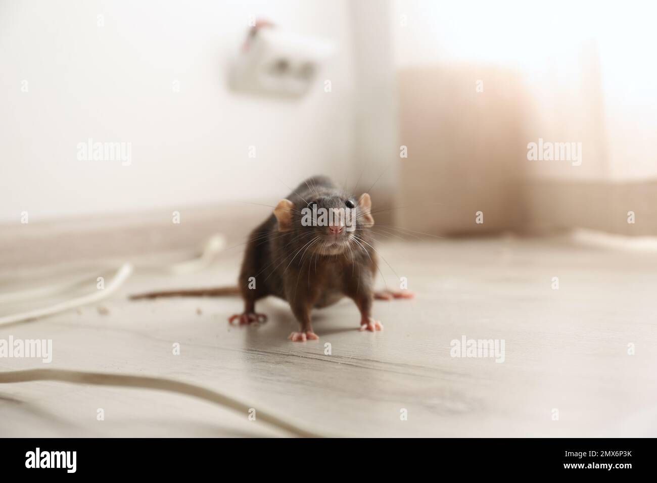 Brown rat on floor indoors. Pest control Stock Photo - Alamy
