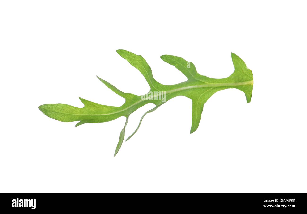 Leaf of fresh arugula isolated on white Stock Photo - Alamy