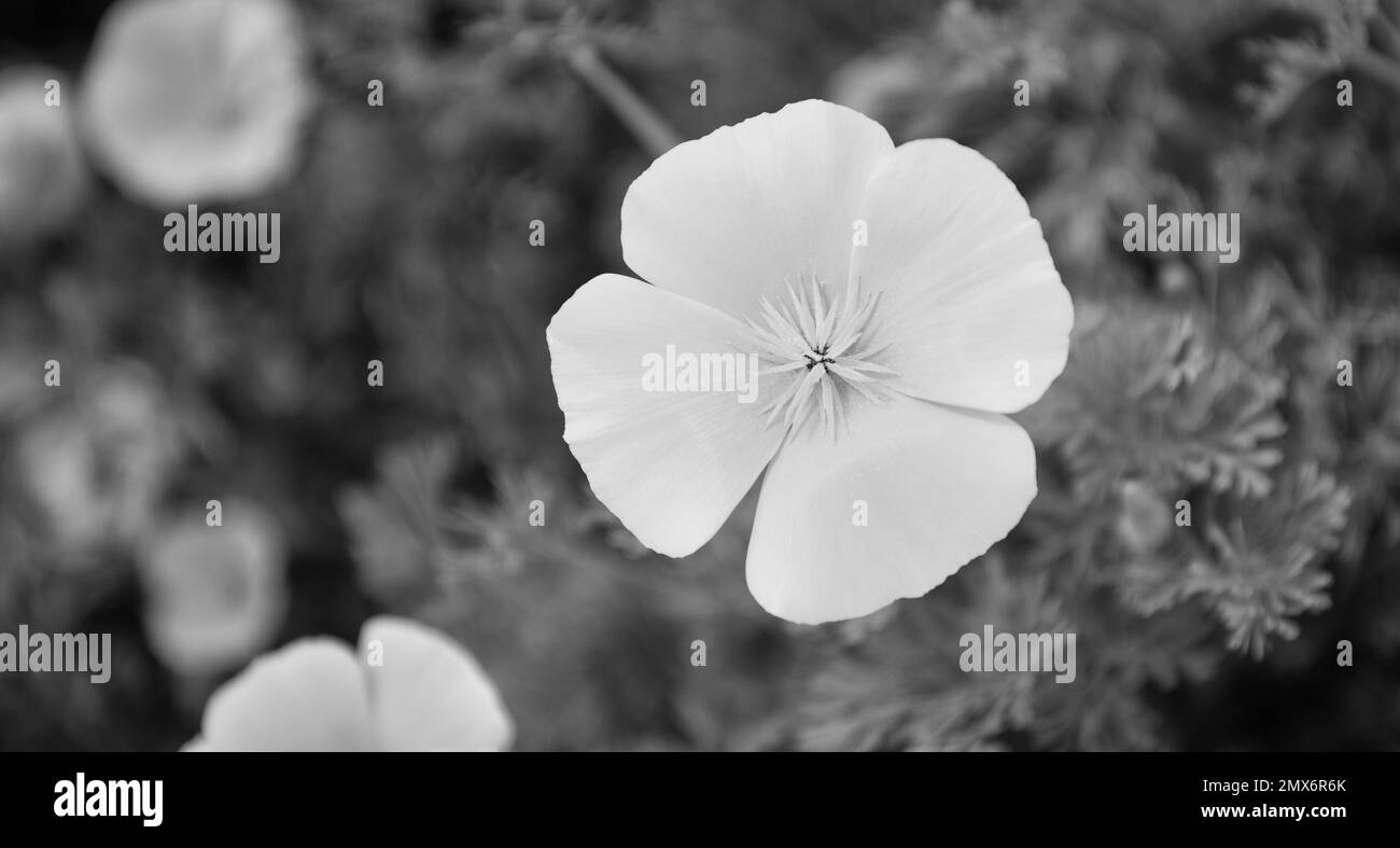 Macro Of Orange Yellow Eschscholzia Flower Spring Flowers On Natural Background Copy Space