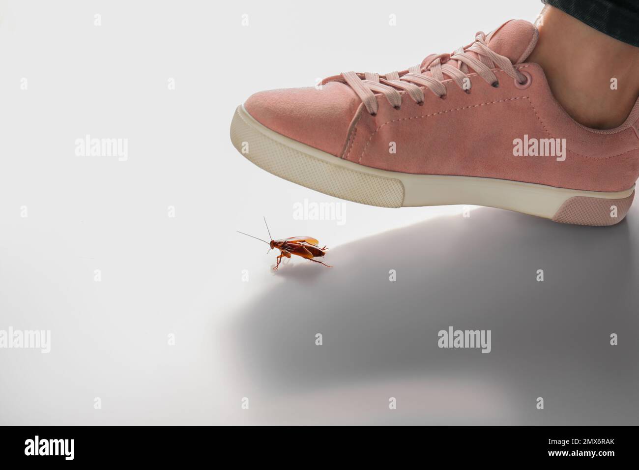 Woman crushing cockroach with feet on white background, closeup. Pest ...