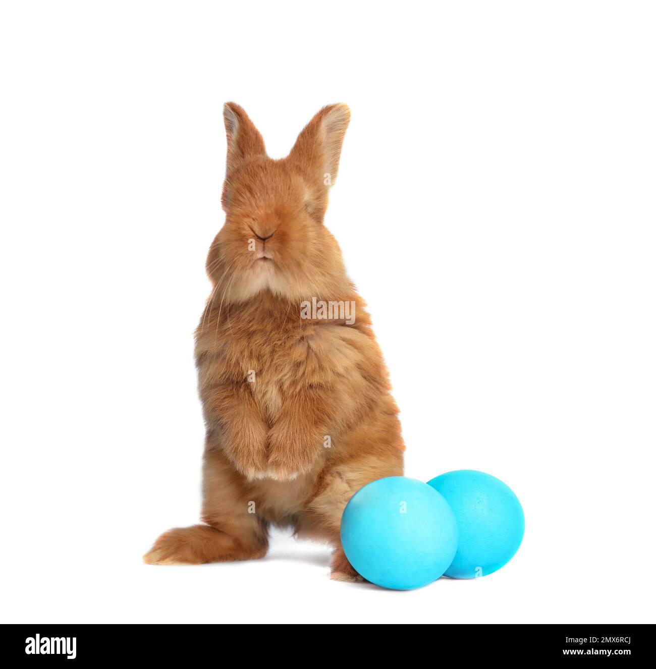 Adorable fluffy Easter bunny and dyed eggs on white background Stock ...