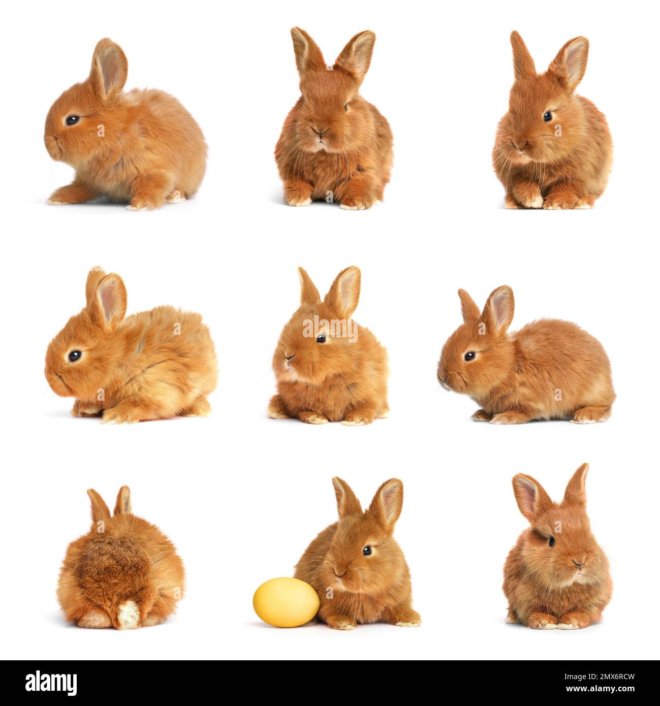 Collage with adorable fluffy Easter bunnies on white background Stock ...