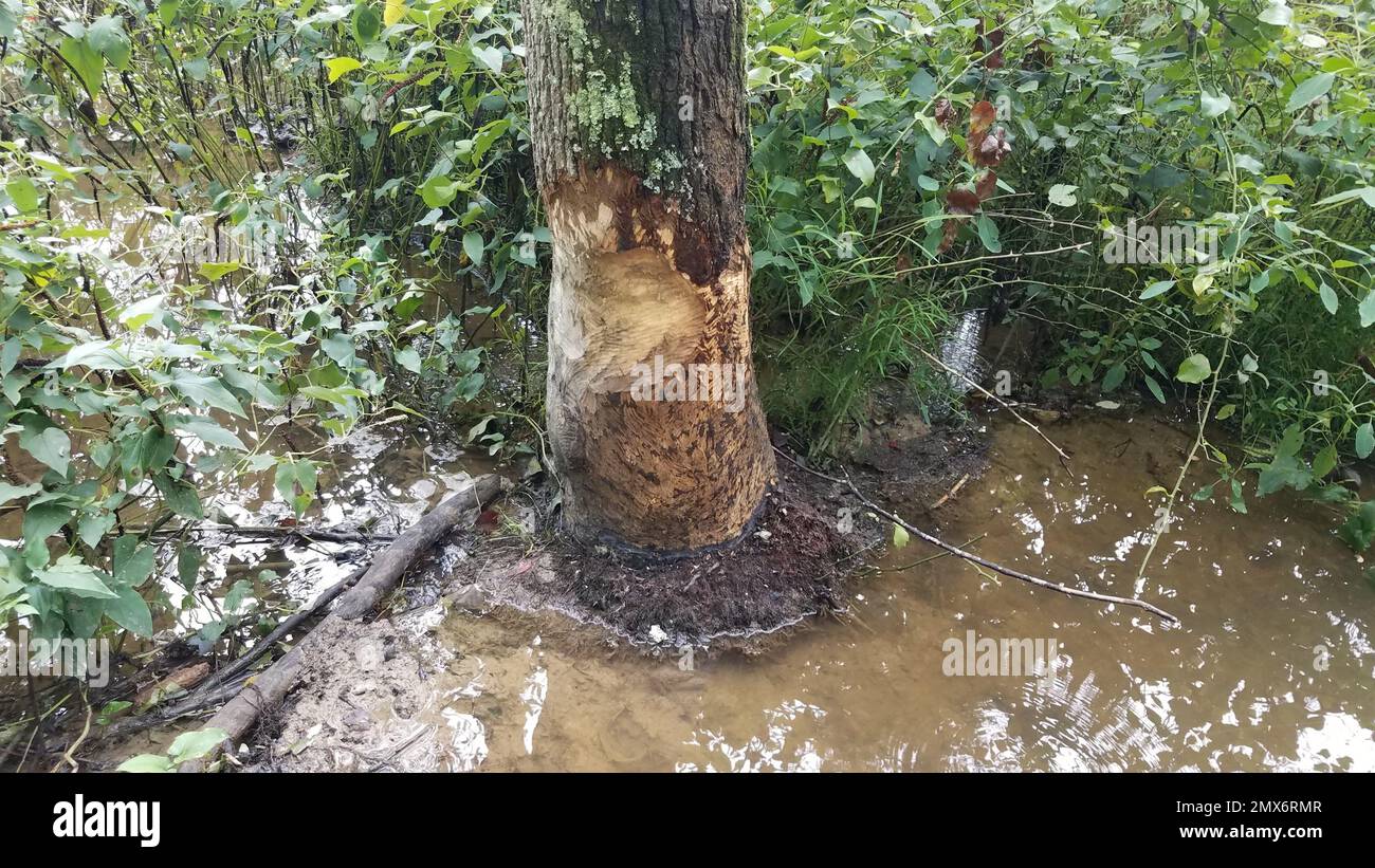 Beaver tree chew hi-res stock photography and images - Alamy