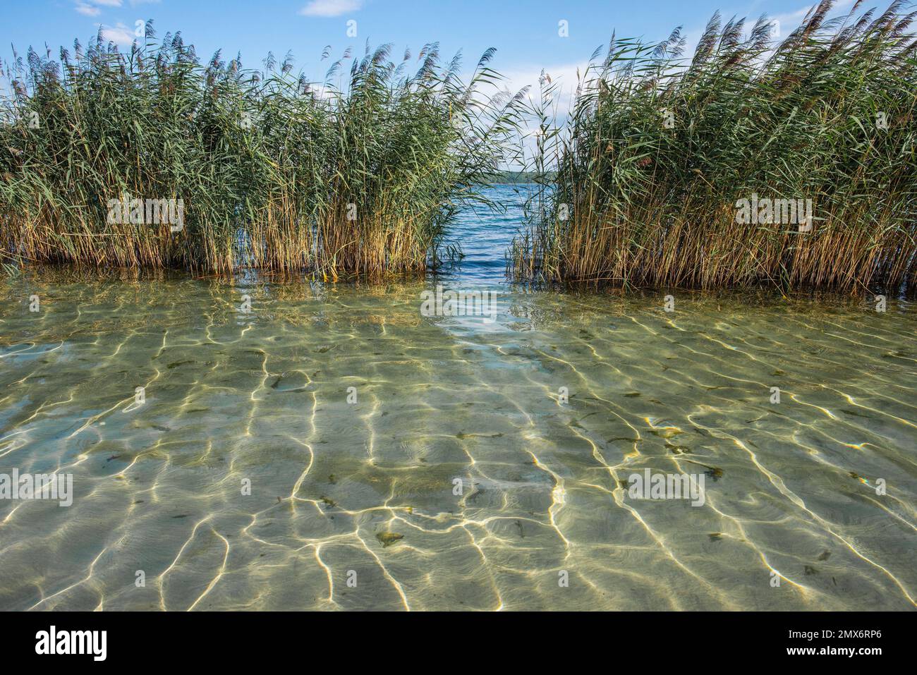 Clear water and reeds hi-res stock photography and images - Alamy