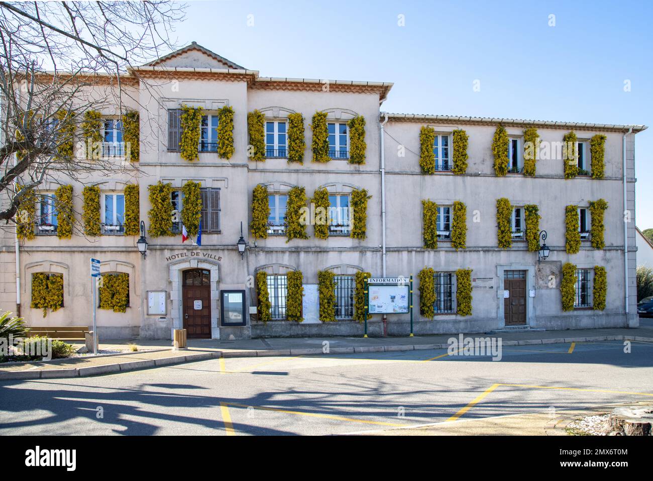 The town hall in the southern french town of Tanneron with mimosa on ...