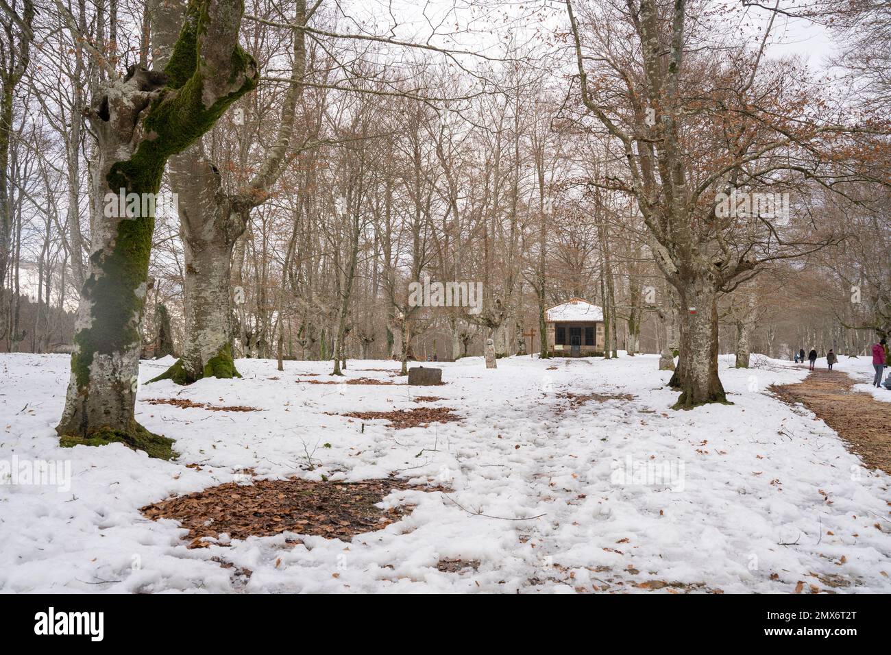 landscape view of a forest covered ins snow in winter in Urkiola ...