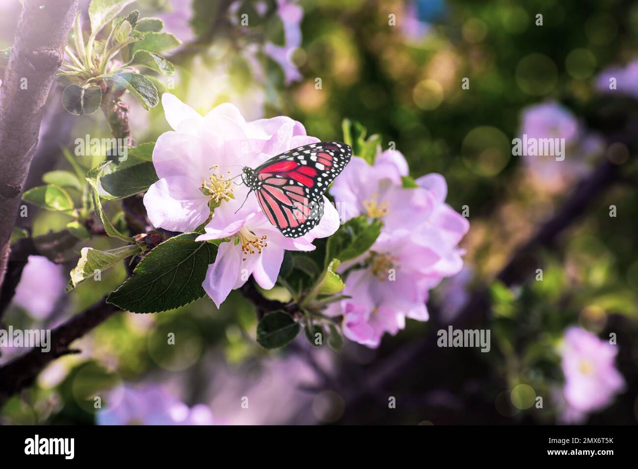 Flying orchard butterfly hi-res stock photography and images - Alamy