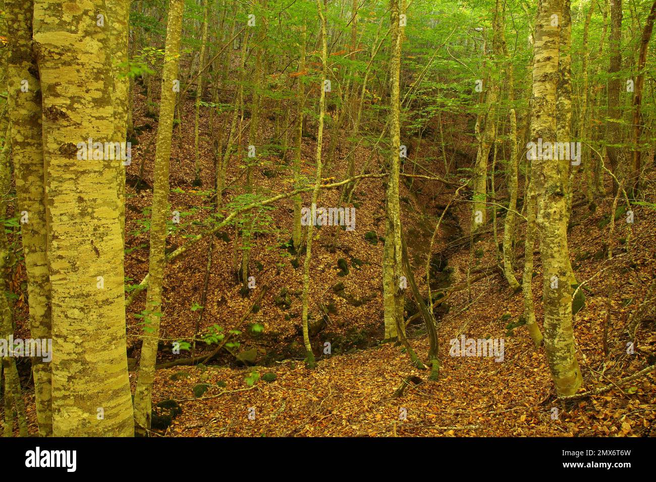 Beech forest next to the hermitage of Laguna de Cameros. La Rioja ...