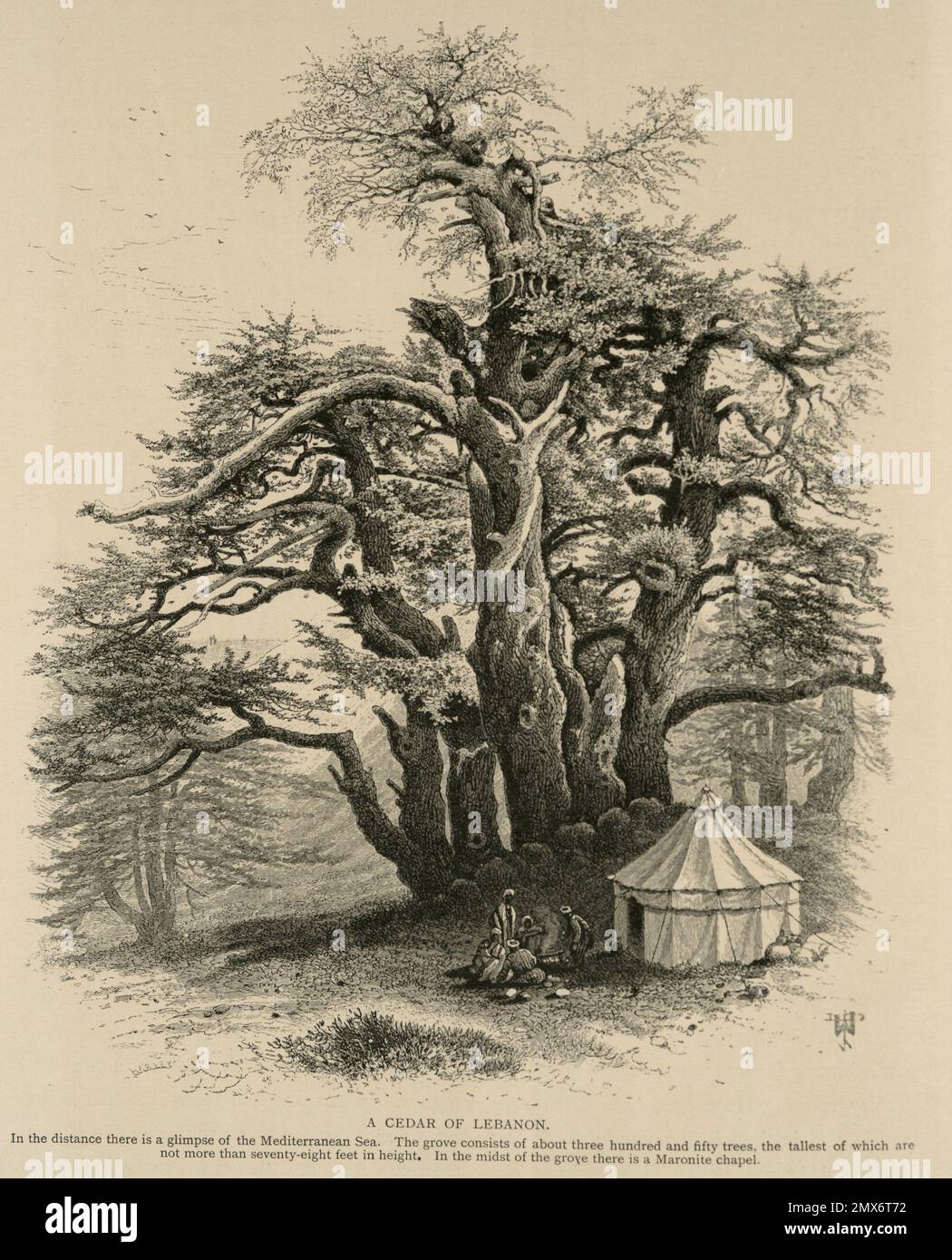 Three cedar trees hi-res stock photography and images - Alamy