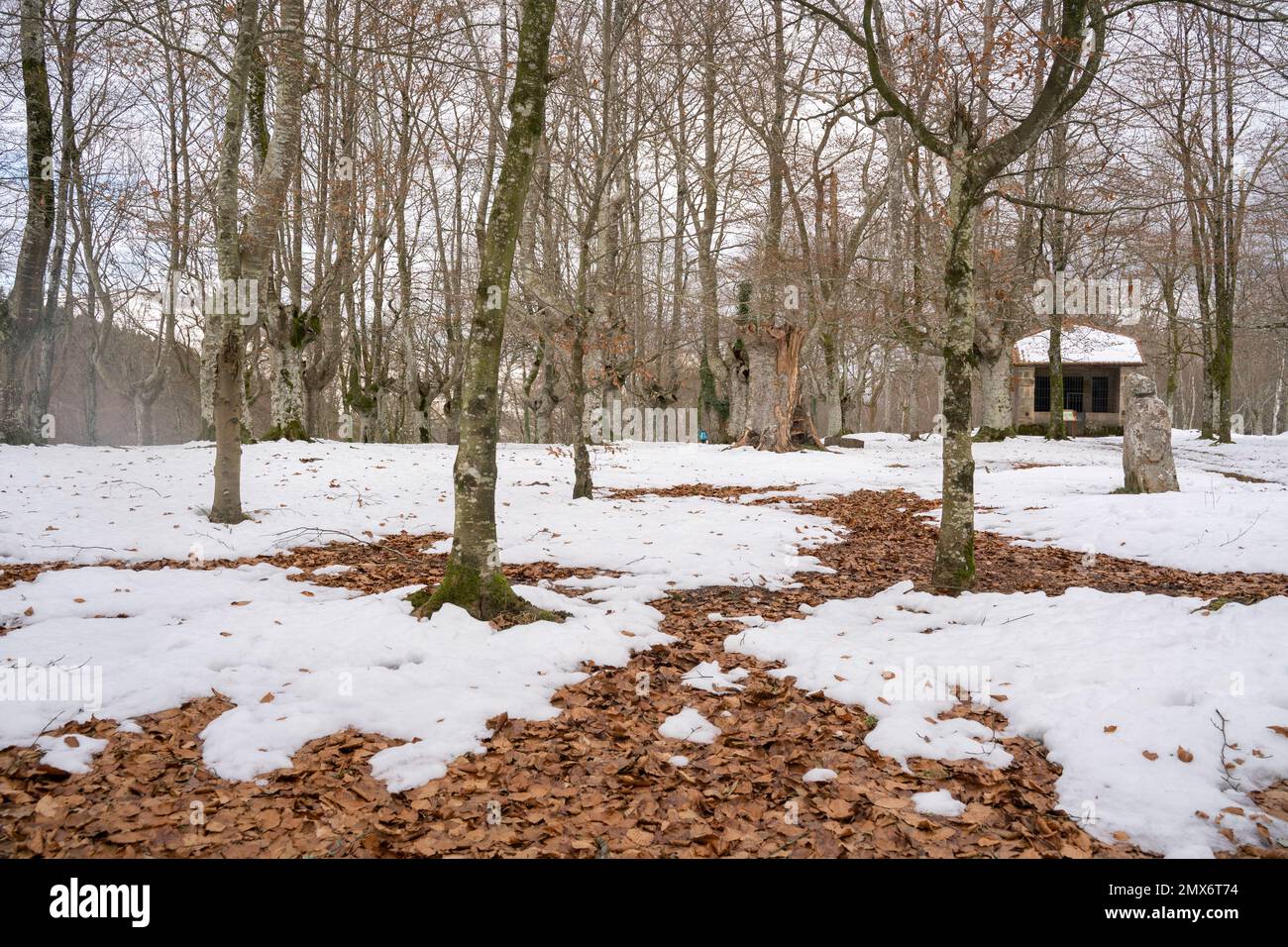 landscape view of a forest covered ins snow in winter in Urkiola ...