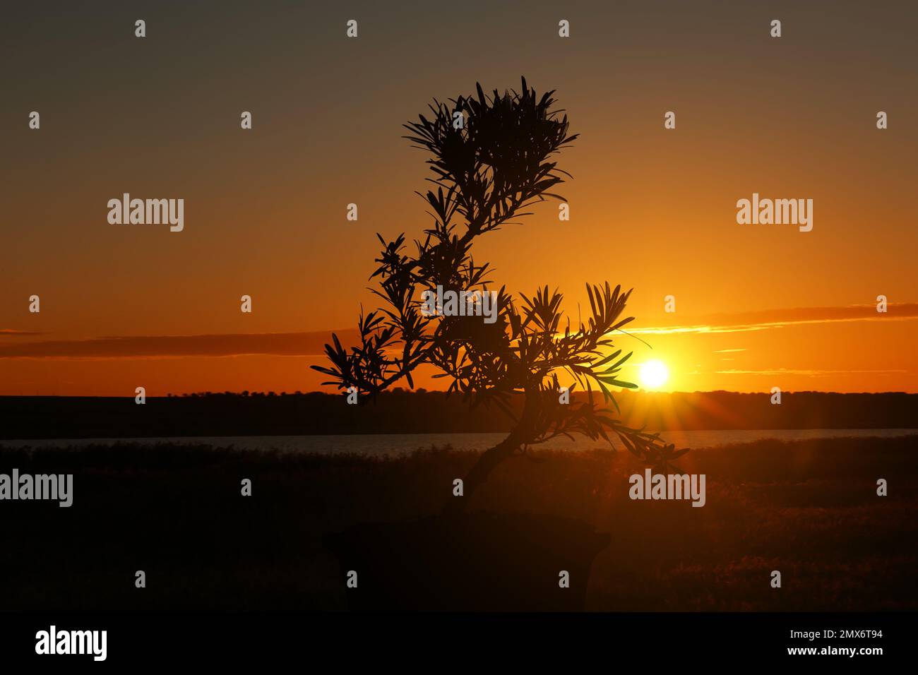Japanese bonsai plant against mountain landscape at sunset. Zen and ...