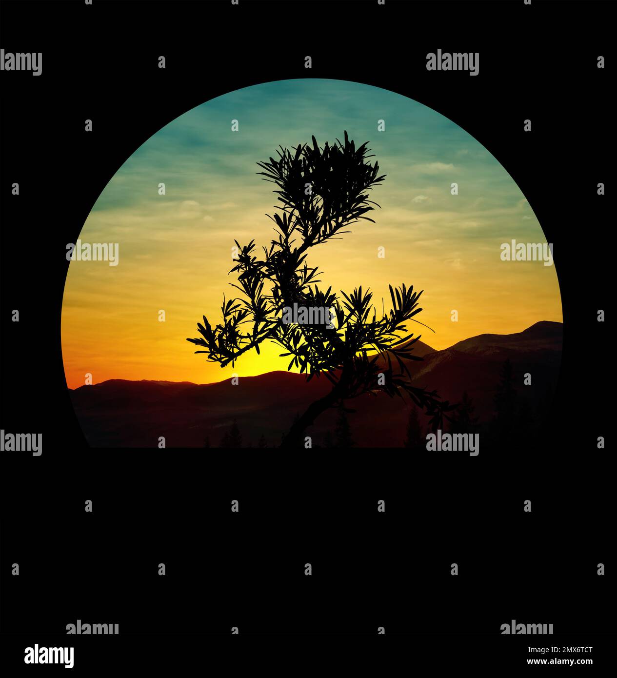 Silhouette of Japanese bonsai plant against sky at sunset. Creating zen ...