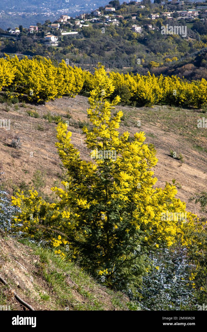 Mimosa plantations in the southern french town of Tanneron Stock Photo ...