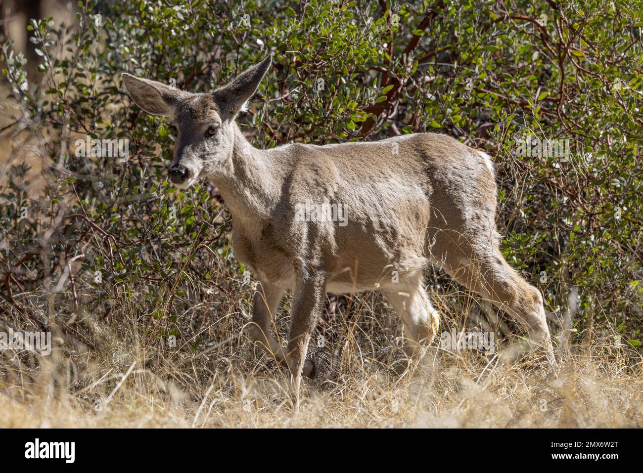 Doe Coues Whitetial Deer in the Chiricahua Mountians Arizona Stock ...
