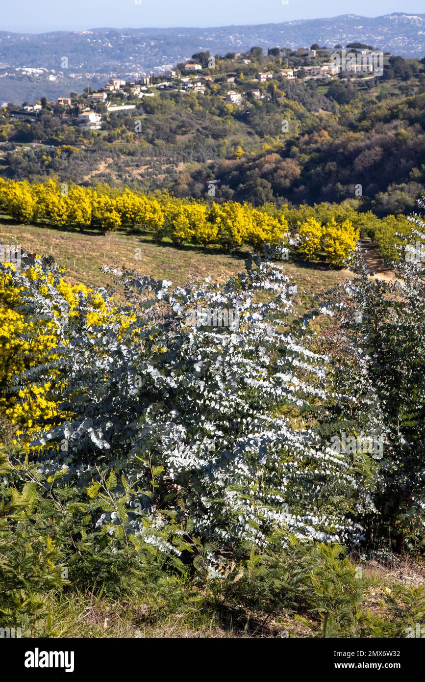Mimosa and eucalyptus plantations in the southern french town of ...