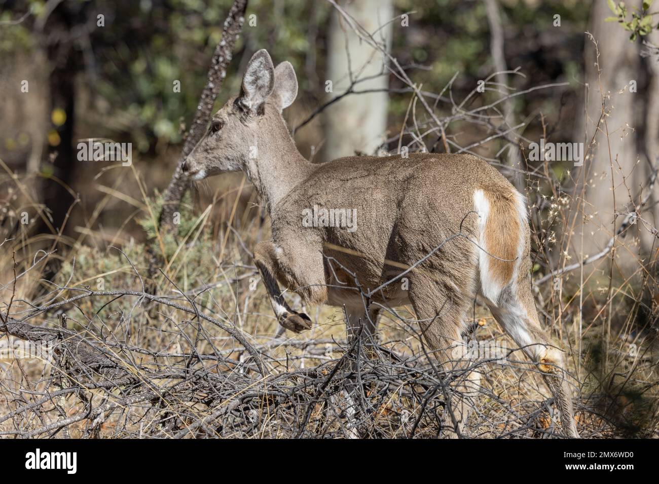 Doe Coues Whitetial Deer in the Chiricahua Mountians Arizona Stock ...