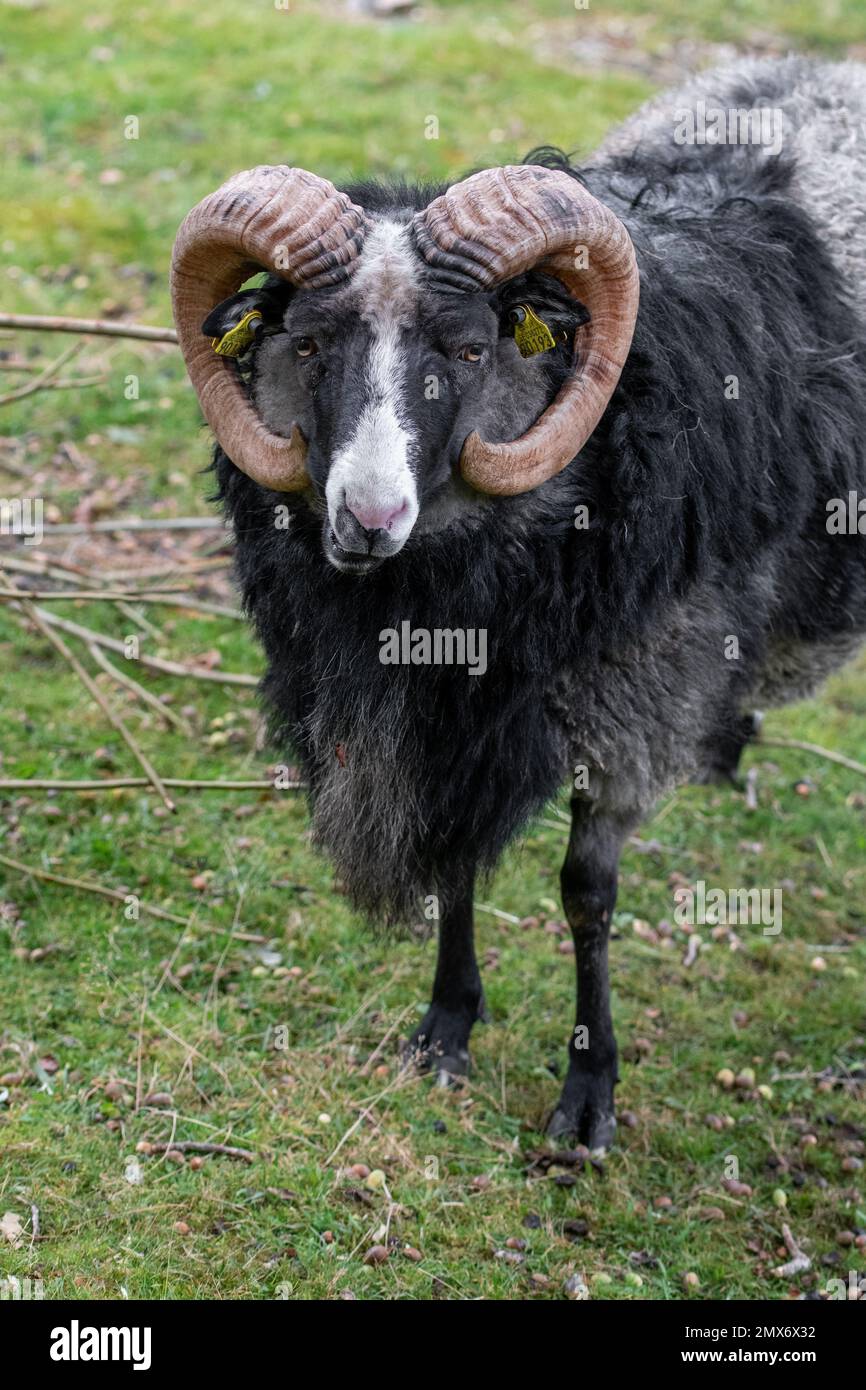 Photo of a black sheep with horns outdoors Stock Photo - Alamy