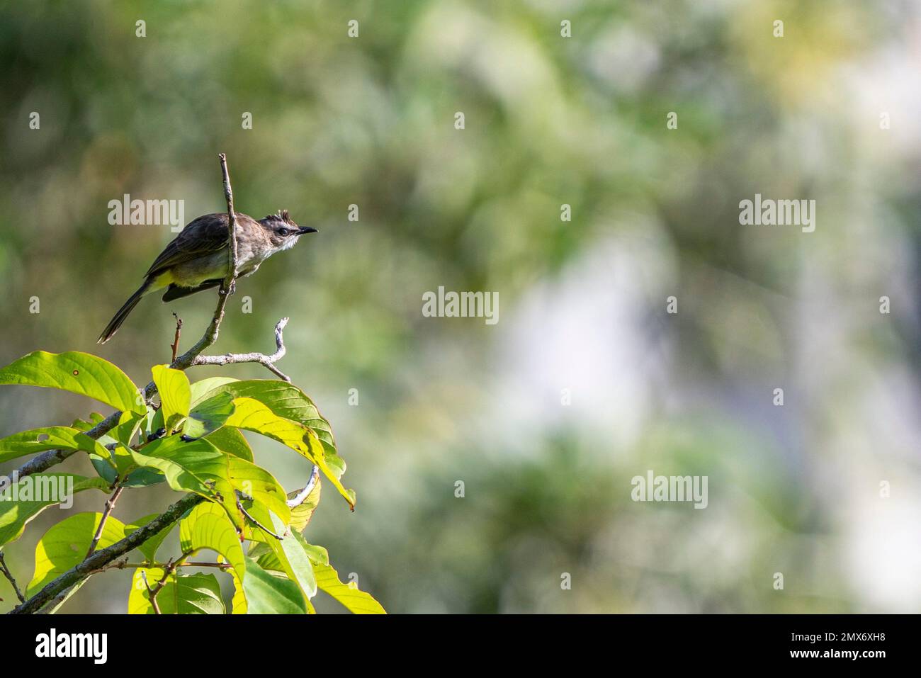 Yellow-vented bulbul at Botanical Garden, Kuching, Sarawak, East ...