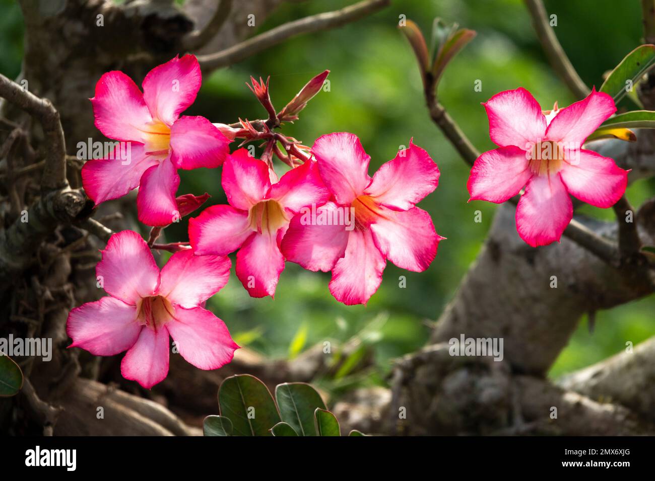Potted plant flowers in Simanggang, Sarawak, East Malaysia, Borneo. The ...