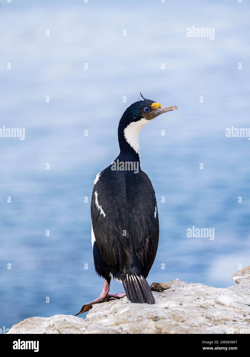 Imperial cormorant colony on Carcass Island in the Falklands Stock ...