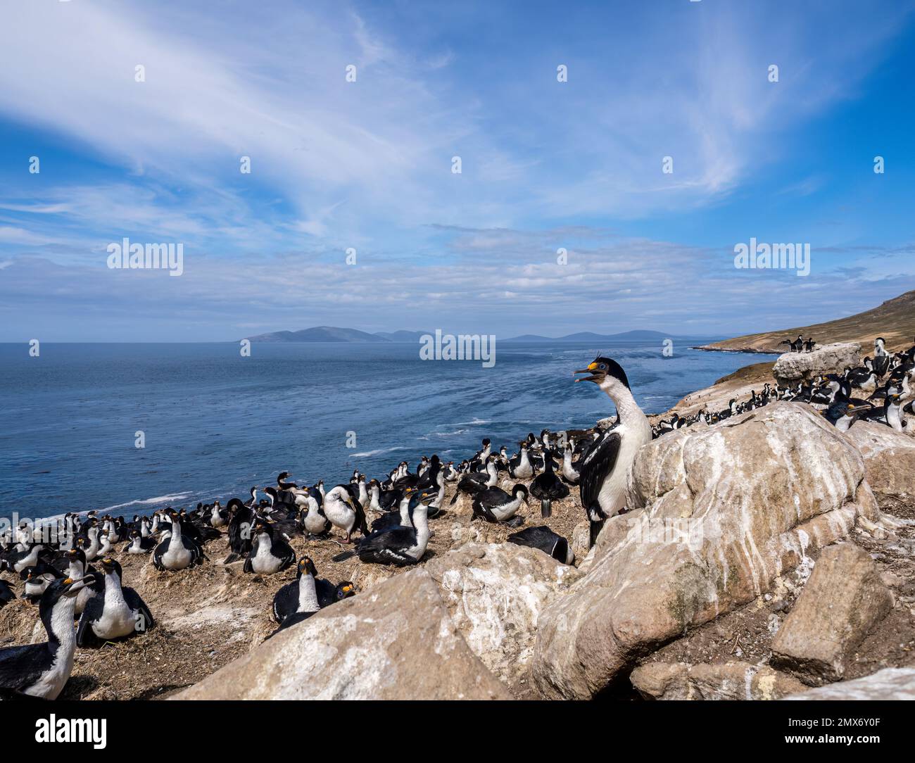 Imperial cormorant colony on Carcass Island in the Falklands Stock ...