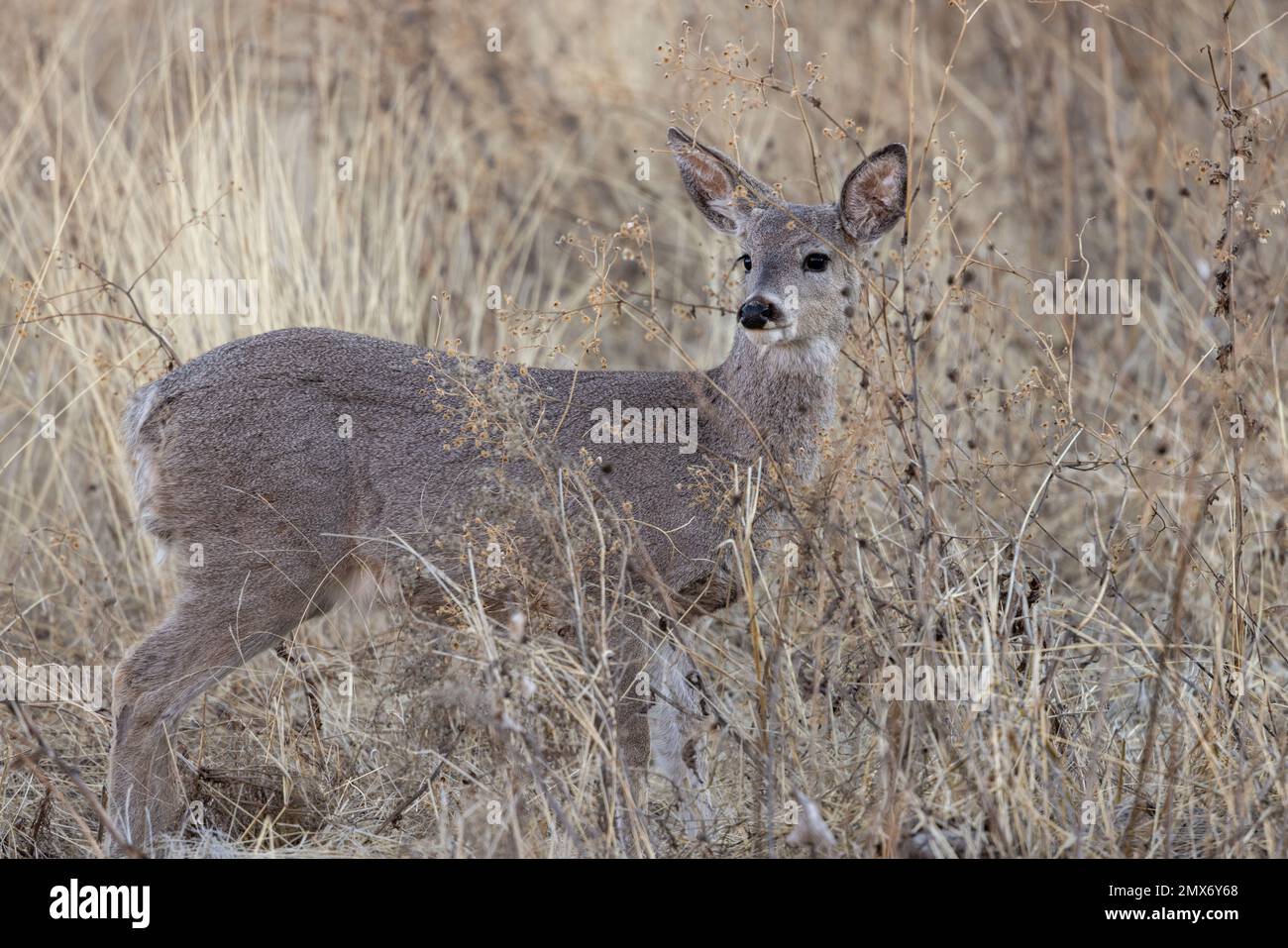 Doe Coues Whitetial Deer in the Chiricahua Mountians Arizona Stock ...