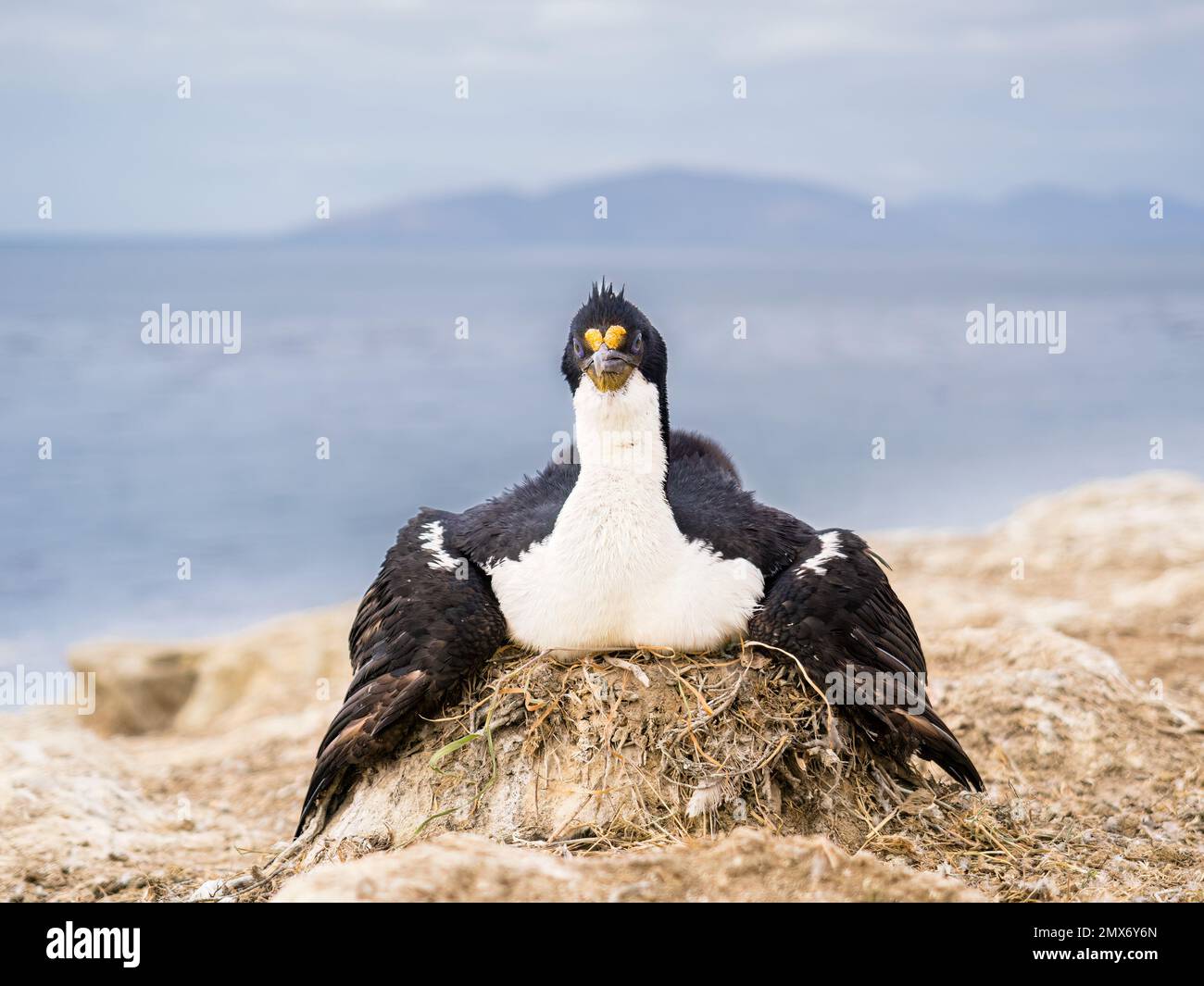 Imperial cormorant colony on Carcass Island in the Falklands Stock ...