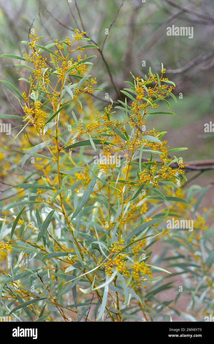 Acacia mulga hi-res stock photography and images - Alamy