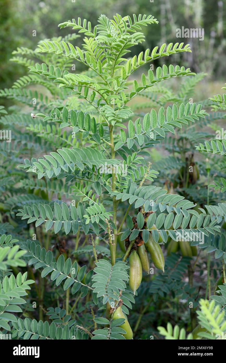Garbancillo hi-res stock photography and images - Alamy