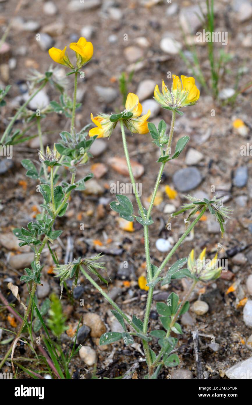 Hippocrepis salzmannii hi-res stock photography and images - Alamy