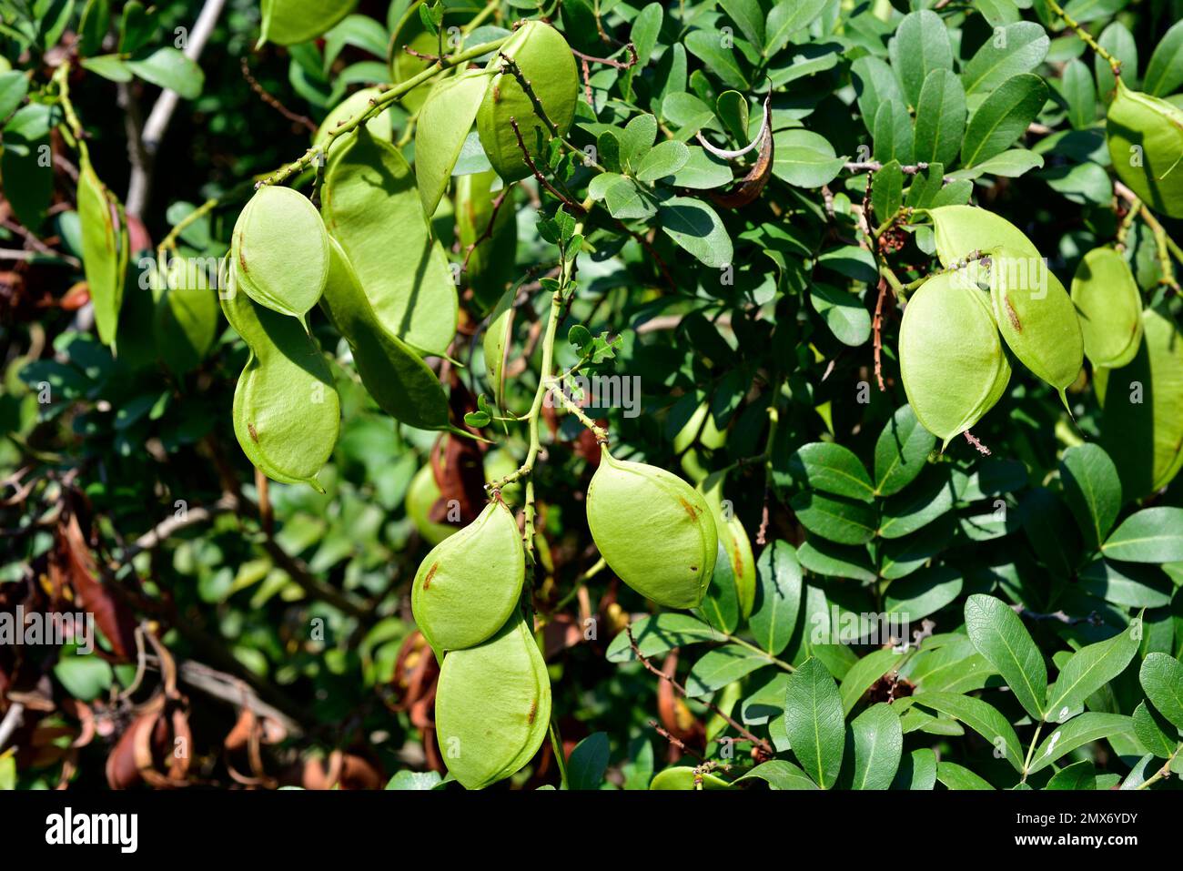 African walnut tree hi-res stock photography and images - Alamy