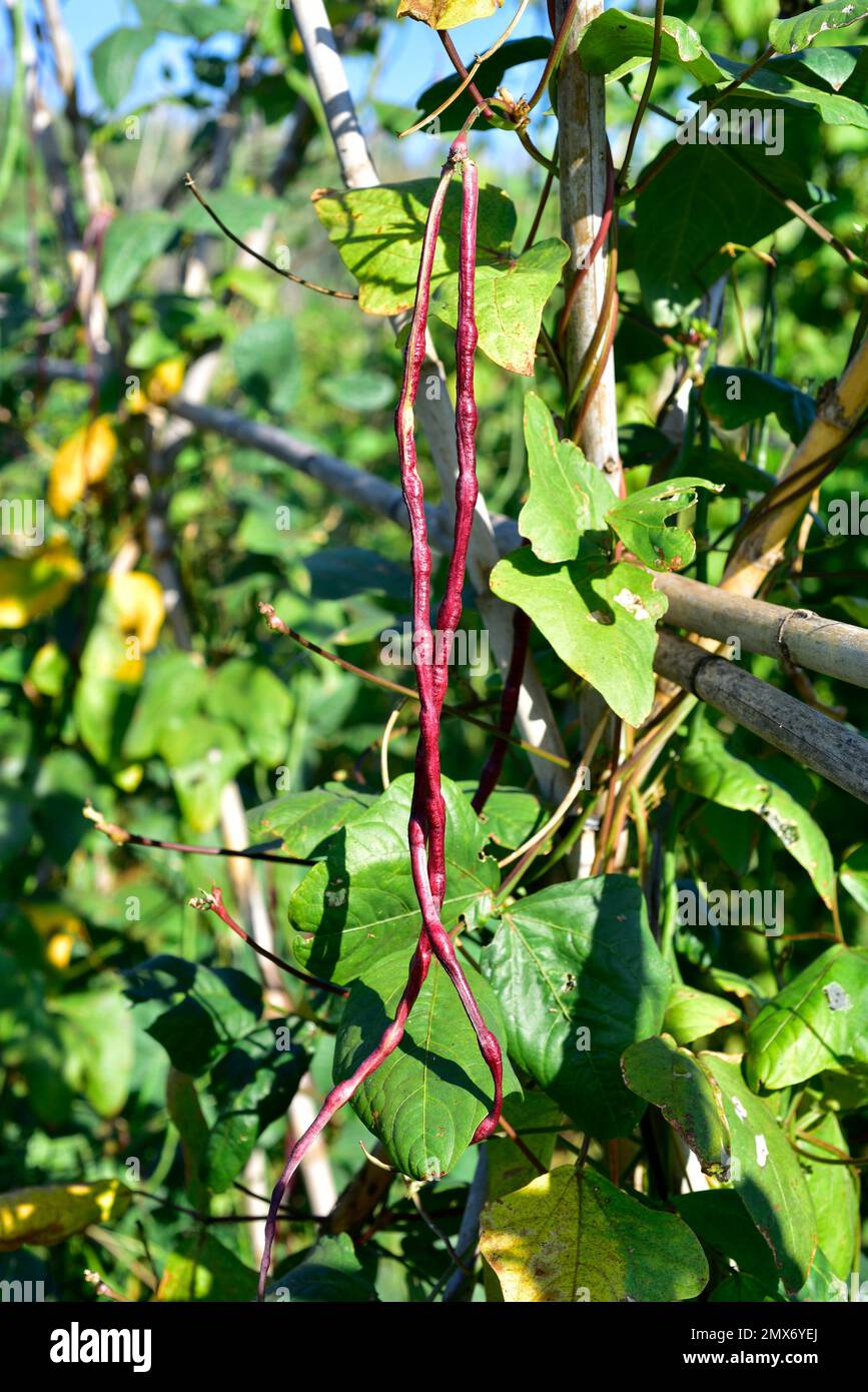 Vigna unguiculata hi-res stock photography and images - Alamy