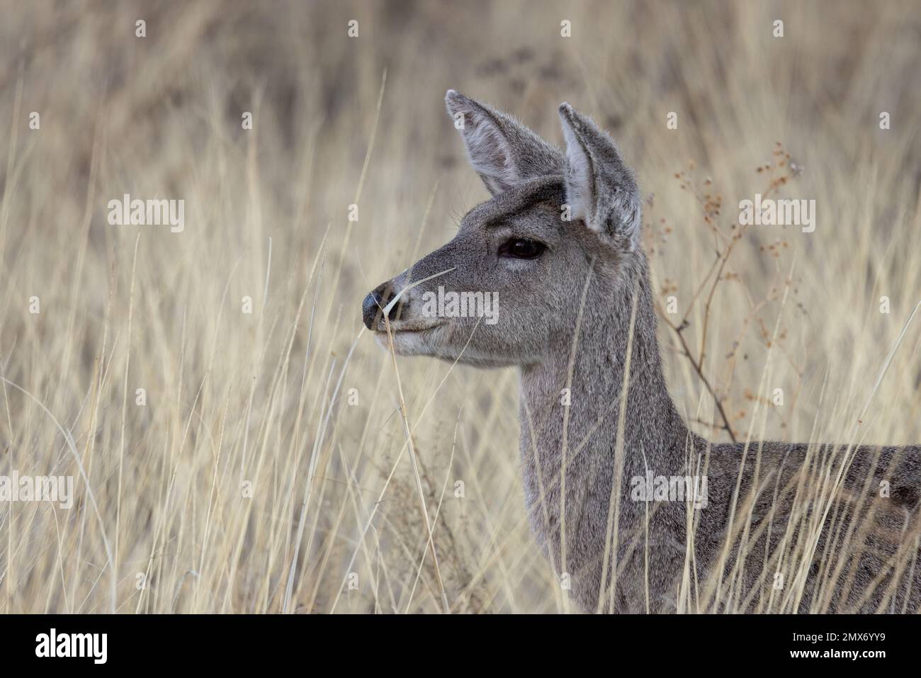 Coues whitetail deer hi-res stock photography and images - Alamy