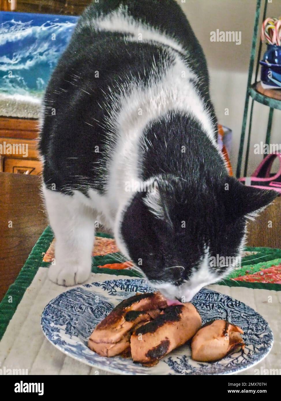 Cat animal table hi-res stock photography and images - Alamy