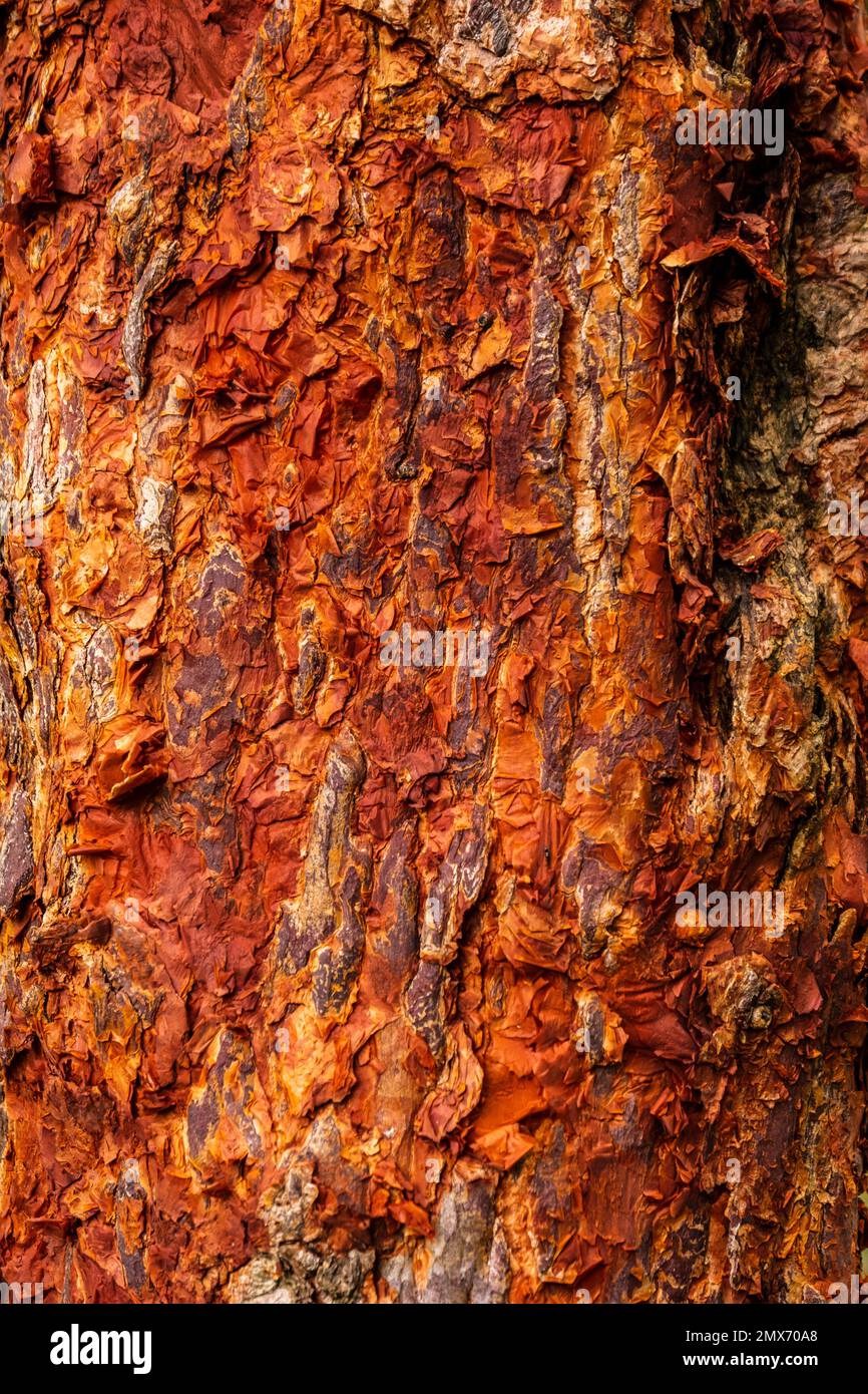 Tree bark detail malaysia hi-res stock photography and images - Alamy