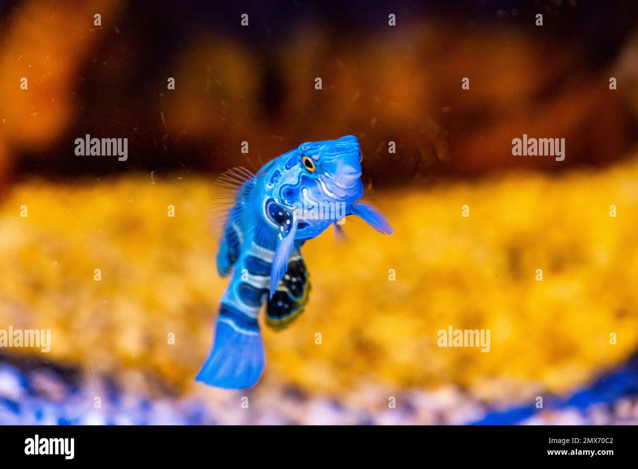 Mandaryn hi-res stock photography and images - Alamy