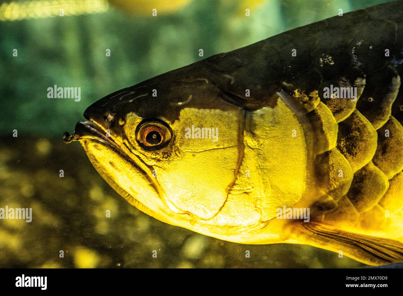 Asian arowana fish hi-res stock photography and images - Alamy