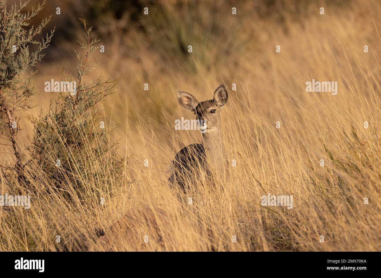 Doe Coues Whitetial Deer in the Chiricahua Mountians Arizona Stock ...