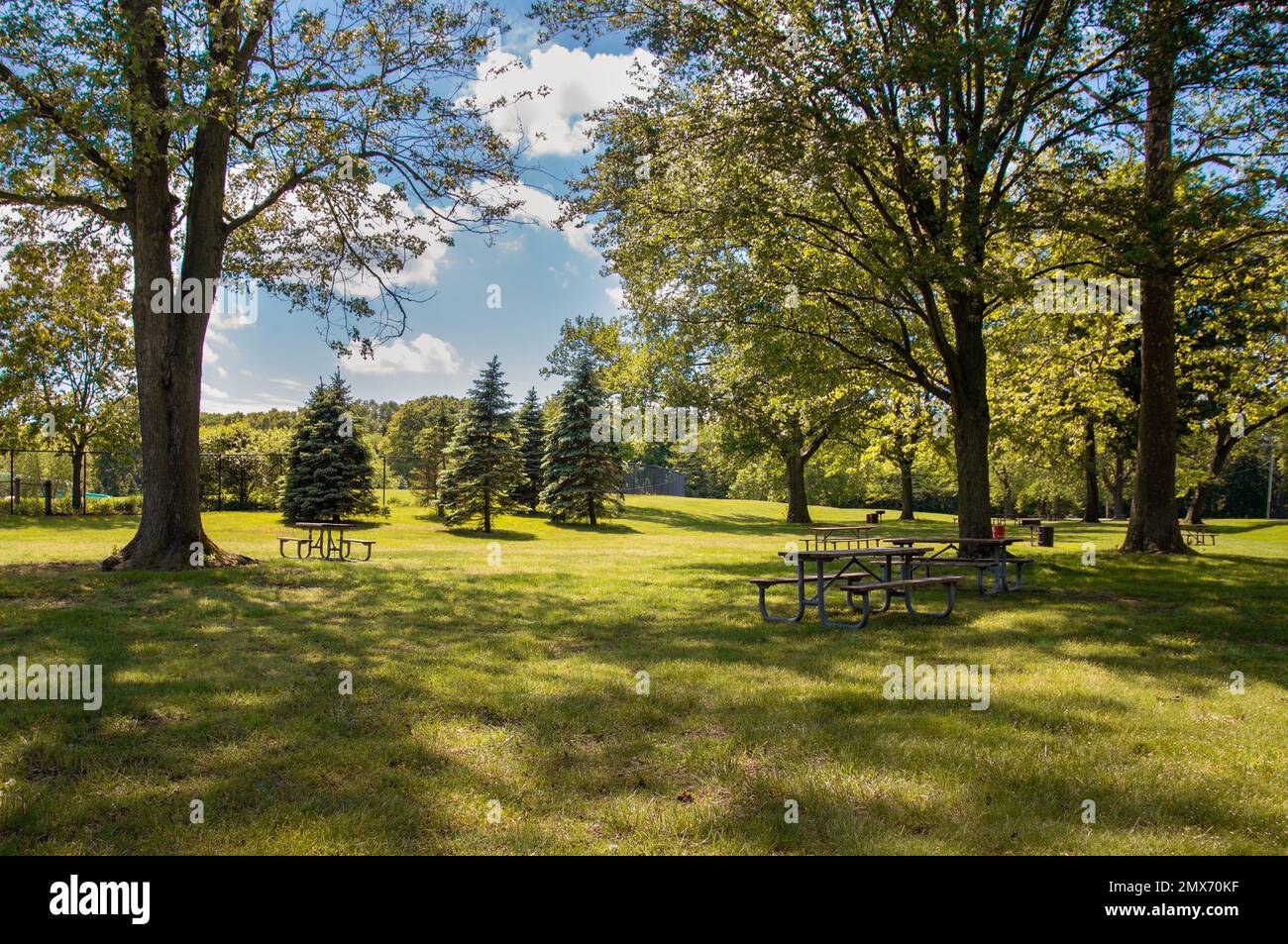 Large tree stand in Michigan park in summer Stock Photo - Alamy