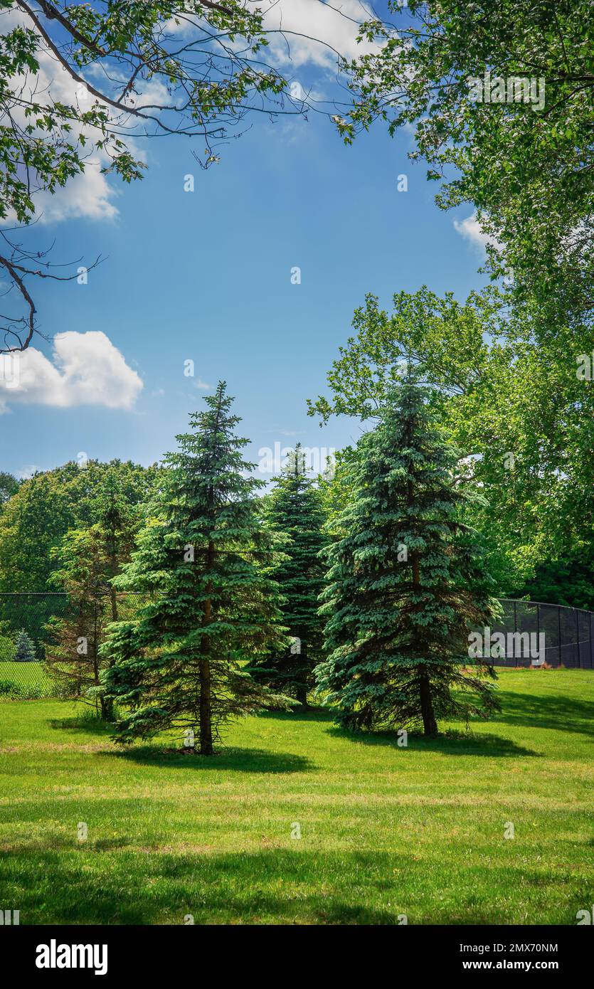 Pine tree covered woods in Michigan state park Stock Photo - Alamy