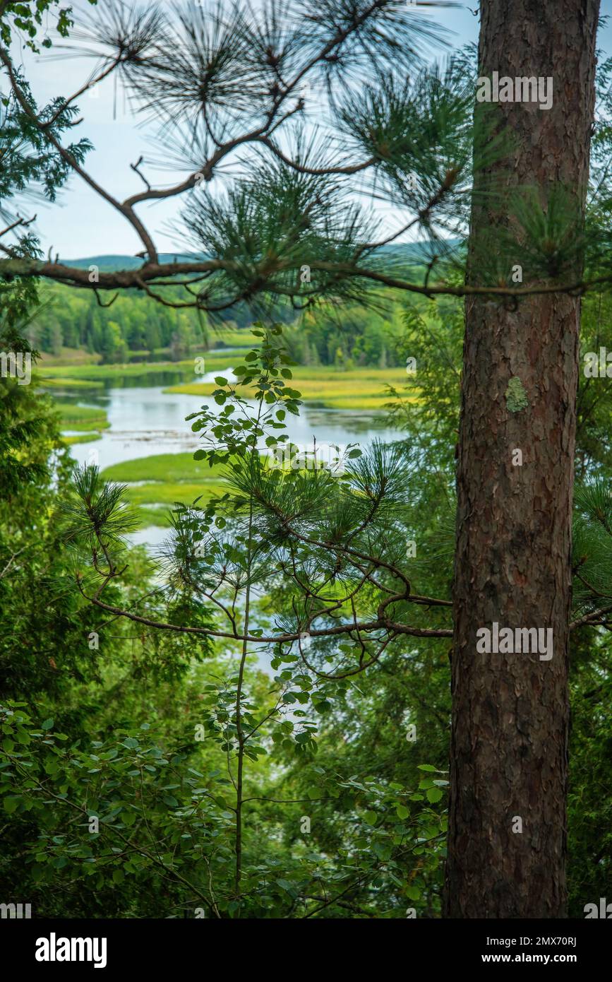 Large tree stand in Michigan park in summer Stock Photo - Alamy