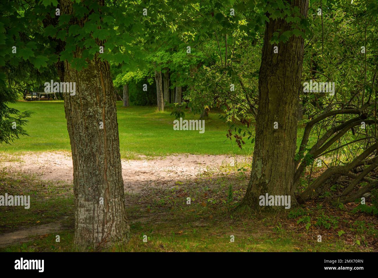 Large tree stand in Michigan park in summer Stock Photo - Alamy